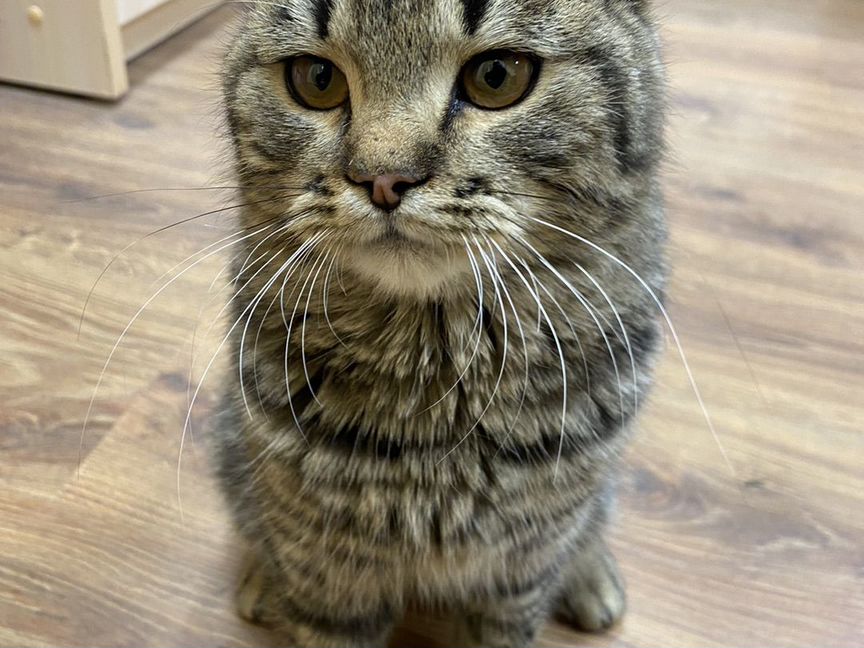 Котенок в добрые руки