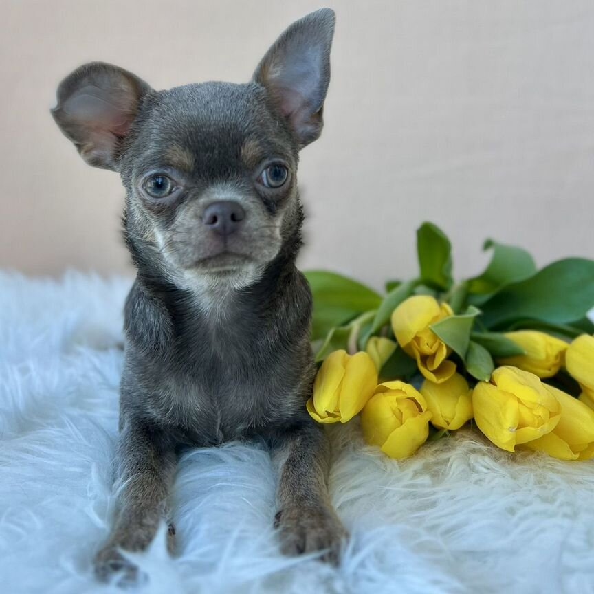 Лиловые девочки чихуахуа