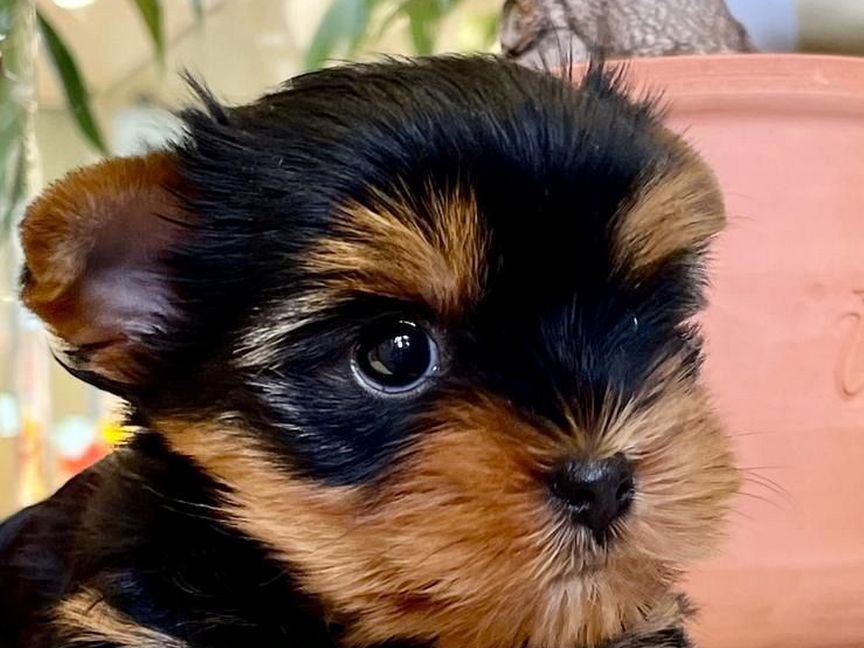 Йоркширский терьер