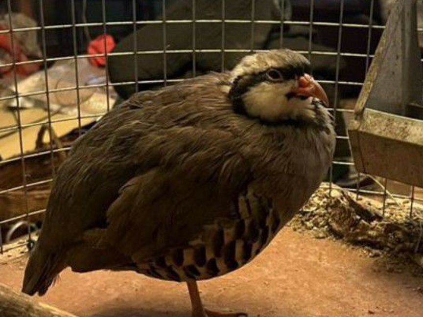 Кеклик азиатский