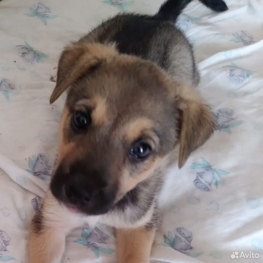 Щенок в добрые руки