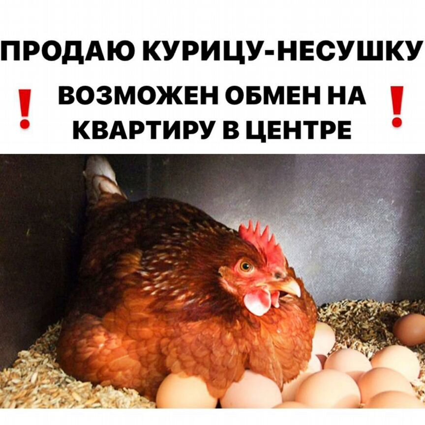 Куры несушки домашние