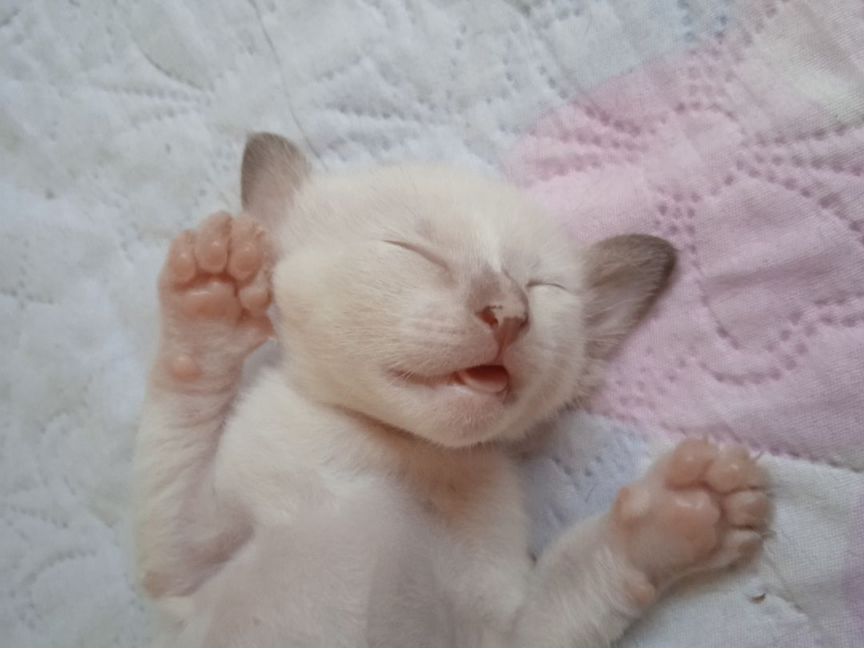 Ориентальная кошка