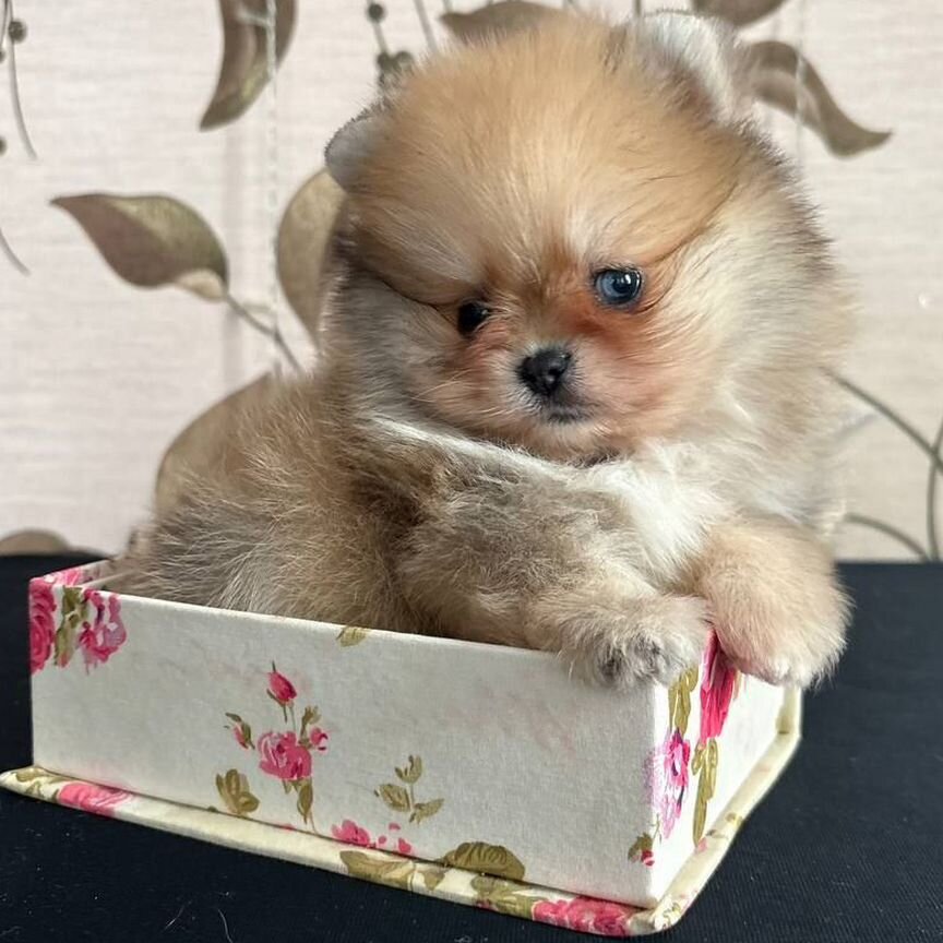 Померанский шпиц, щенок