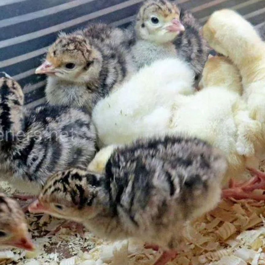 Индюшата суточные белые ставропольские надежда