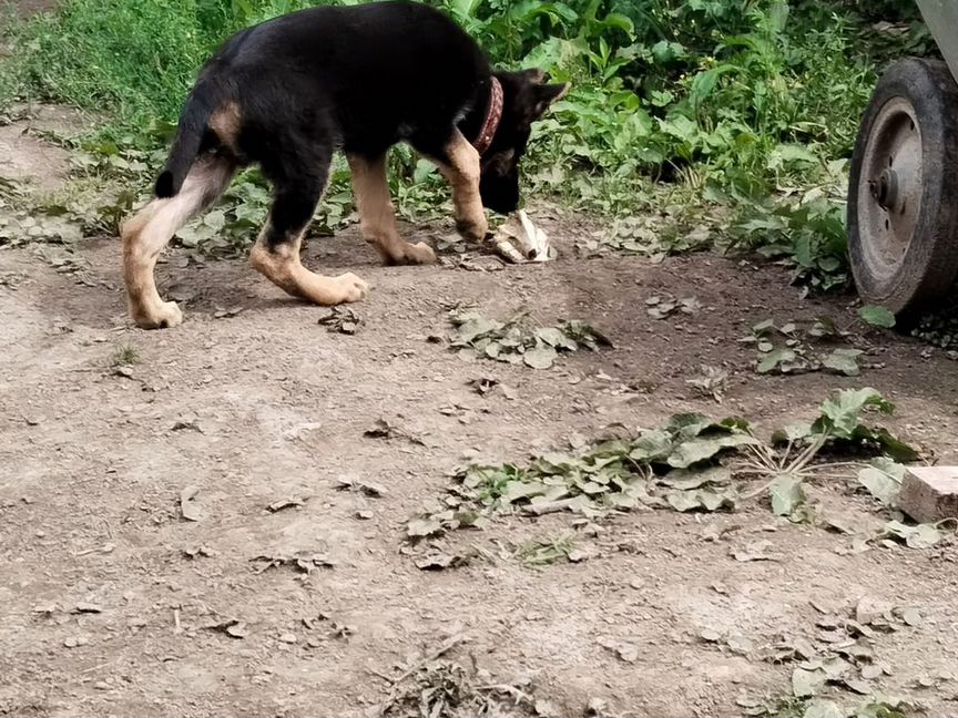 Щенок немецкой овчарки