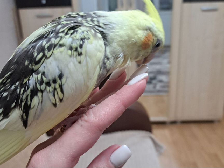 Попугай корелла с клеткой