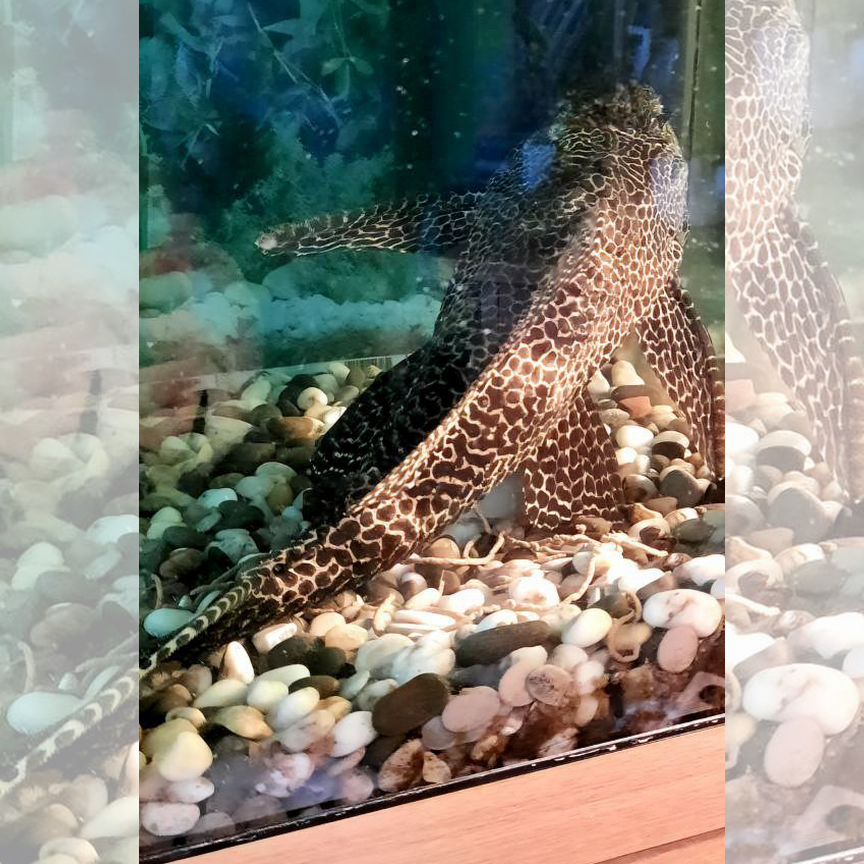 Сом птеригоплихт (парчовый сом)