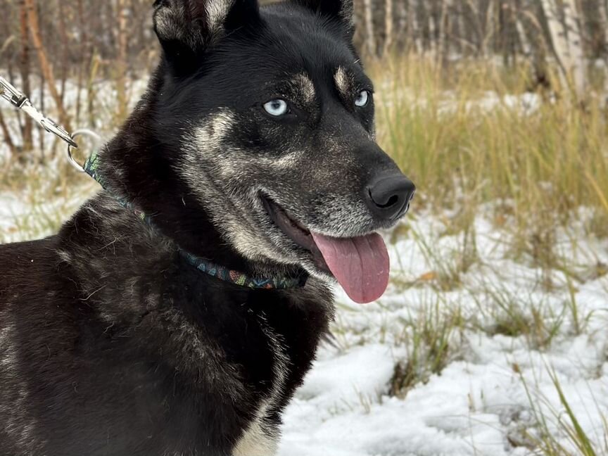 Невероятной красоты собака в приюте