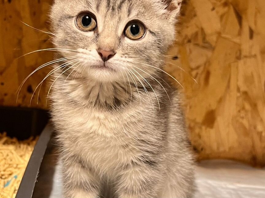 Котята в добрые руки бесплатно