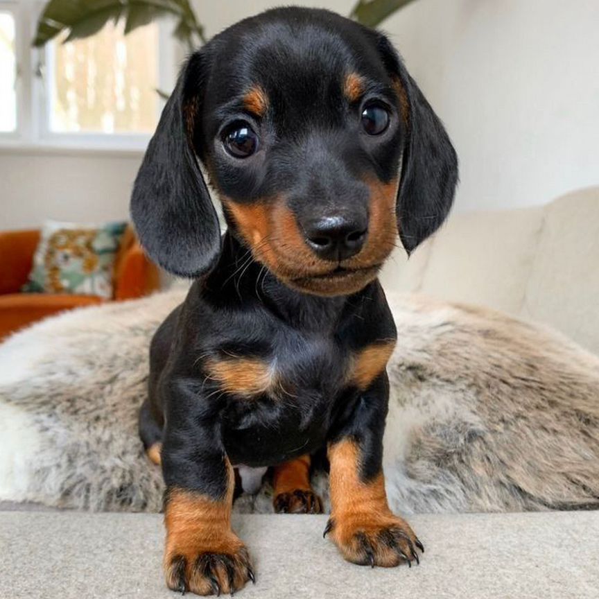 Карликовая такса, щенок