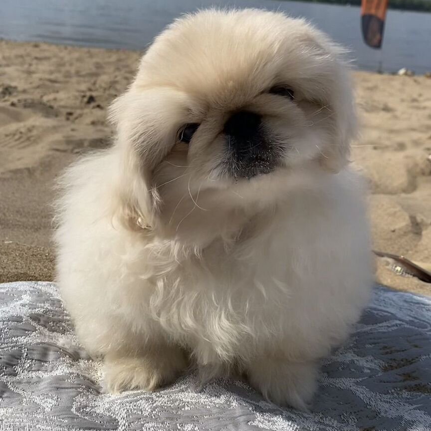 Продаю щенка Китайского Пекинеса