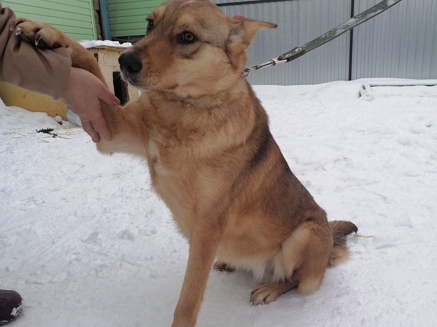 Собака в добрые руки