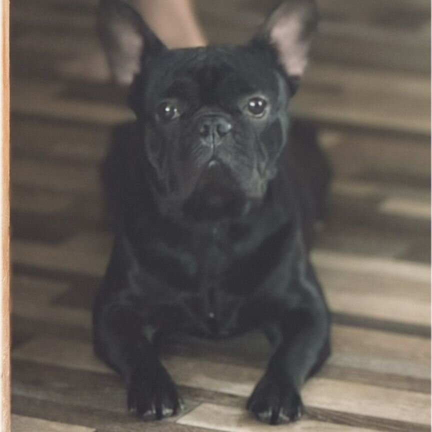 Французский бульдог, вязка