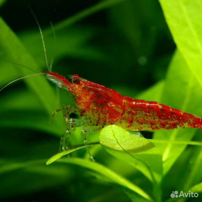 Аквариумные креветки chery