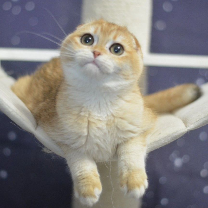 Вислоухая девочка ny 12