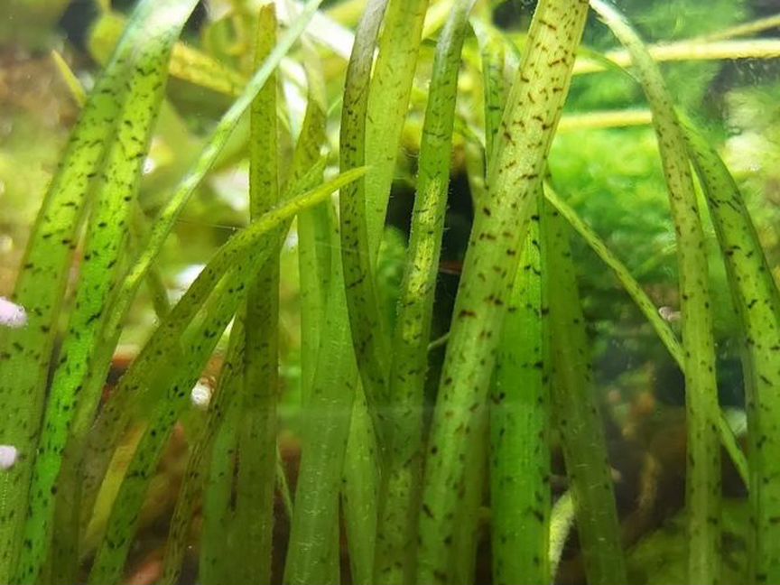 Валиснерия тигровая гиганская