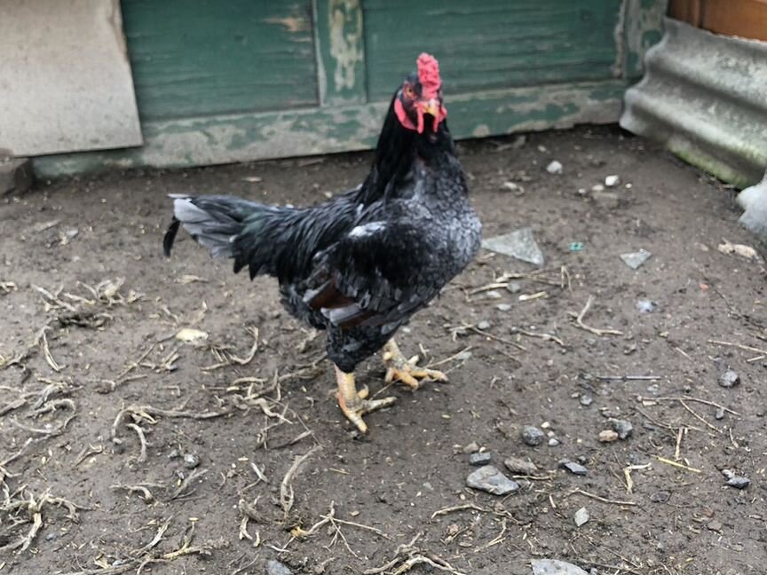 Петух корниш