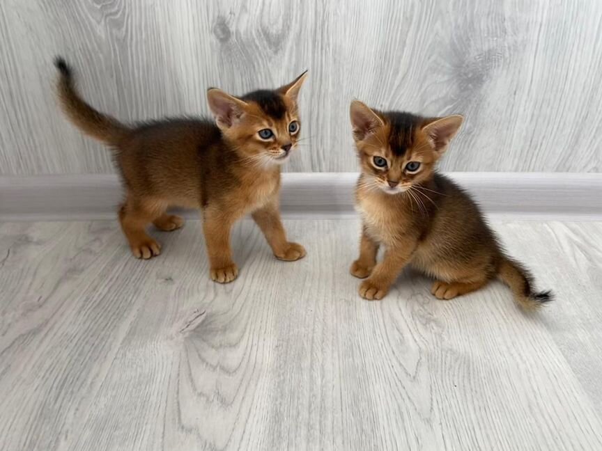 Абиссинские котята