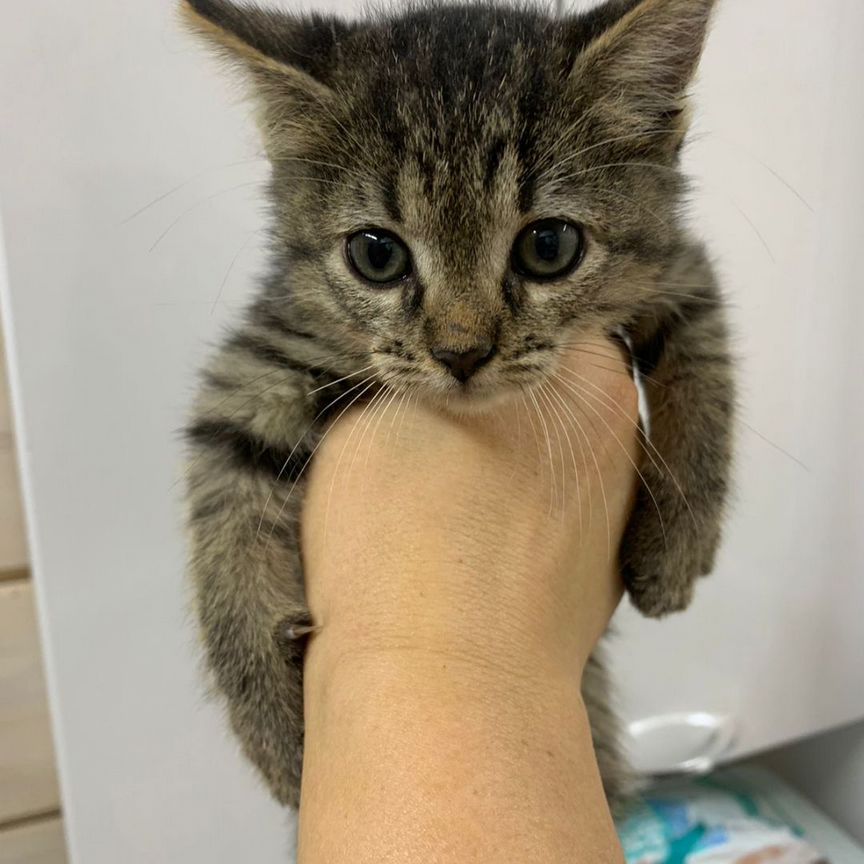 Котята, выкормленные из бутылочки в добрые руки