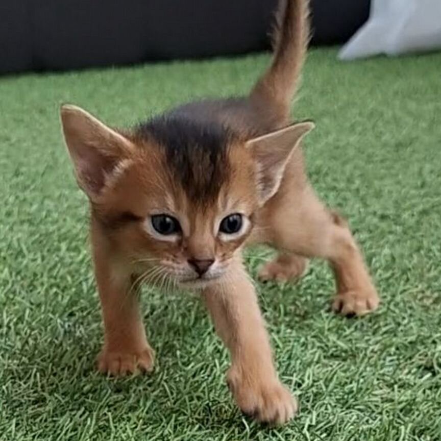 Абиссинский котёнок