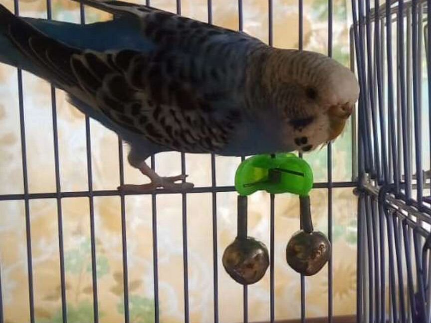 Пары попугаев без клетки