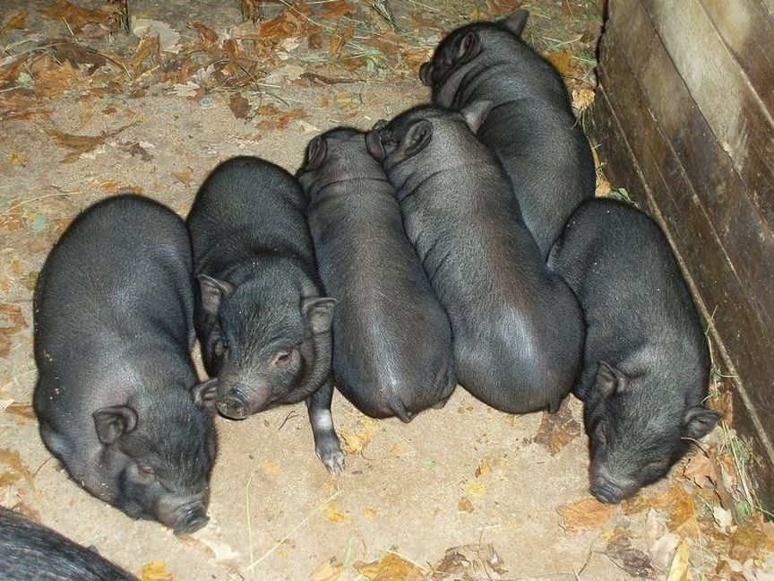 Свиньи
