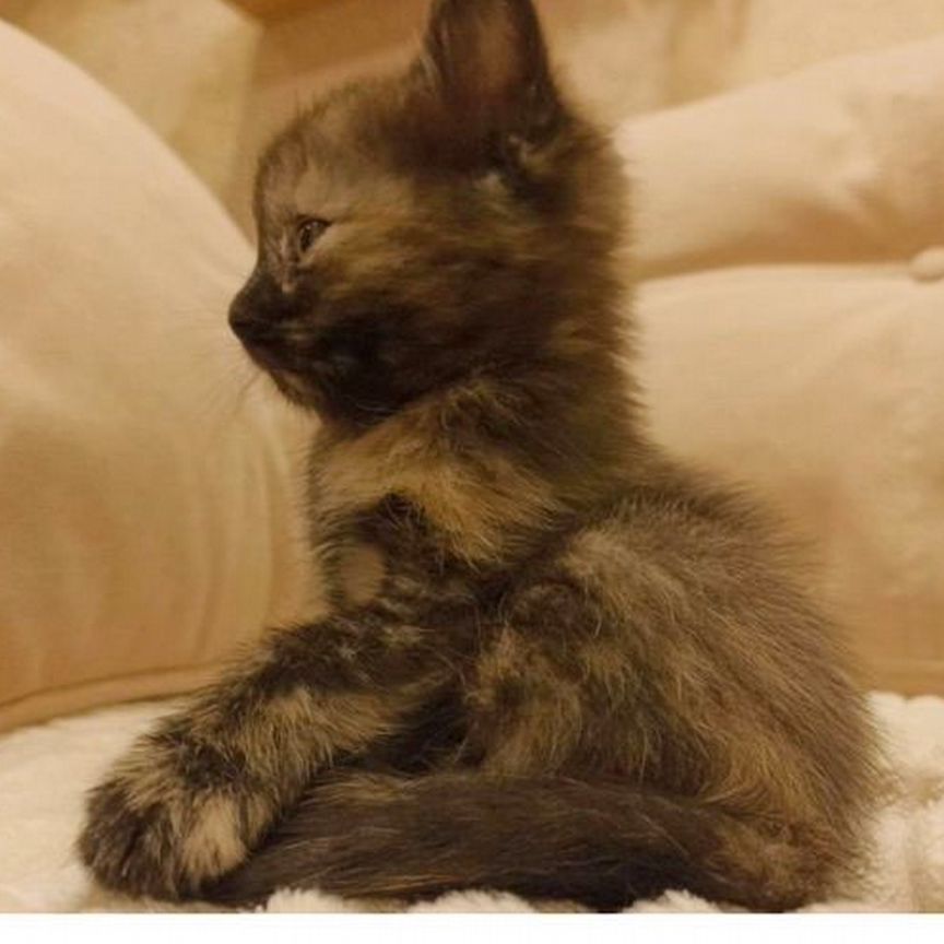 Прекрасная девочка