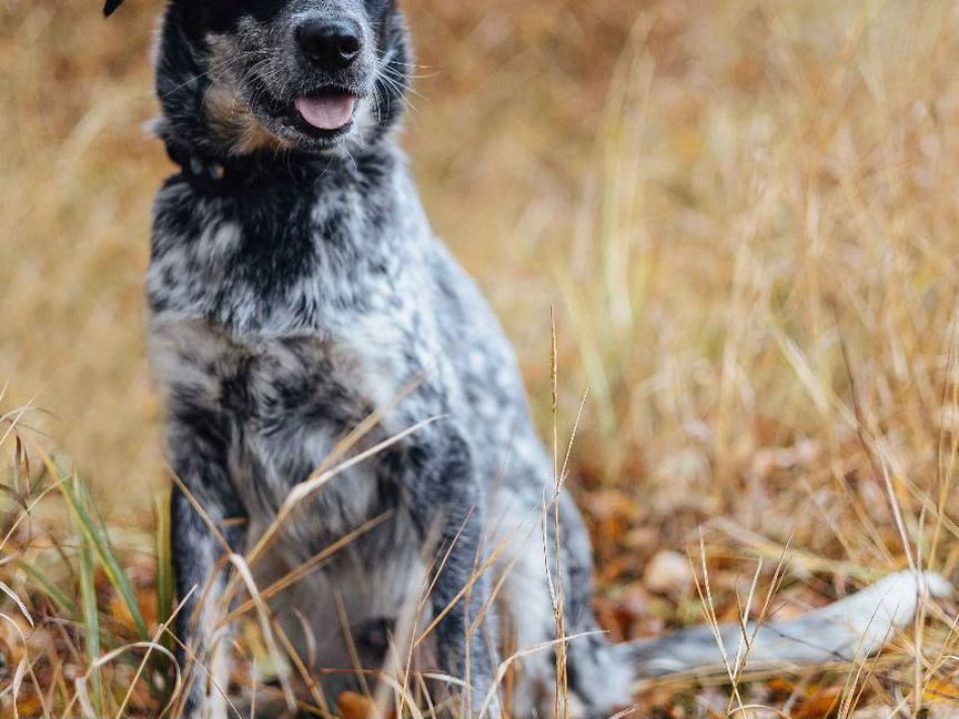 Собака в добрые руки Спотти