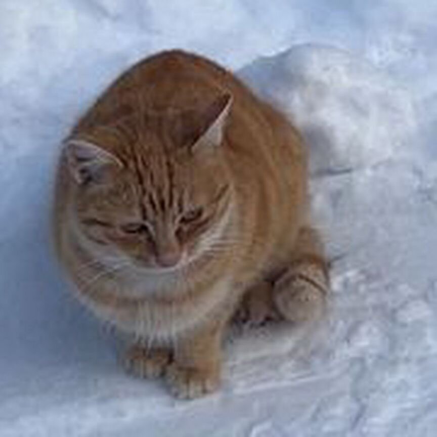 Отдам кота в добрые руки