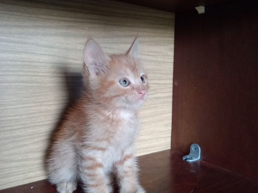 Рыжий котёнок мальчик