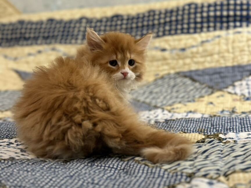 Рыжий кот от родителей больних пород