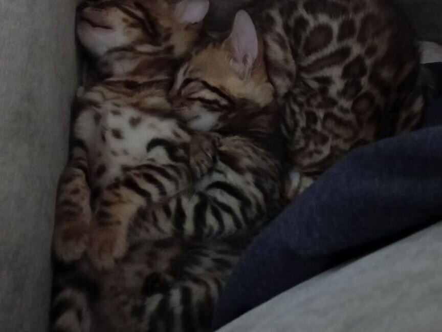 Бенгальская