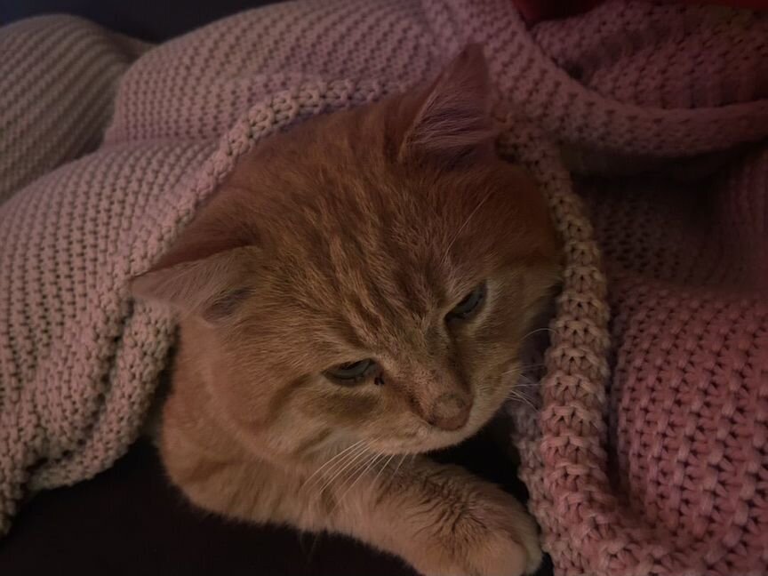 Кот ласковый и умный