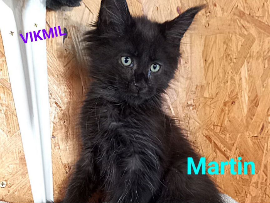 Котята мейн-кун