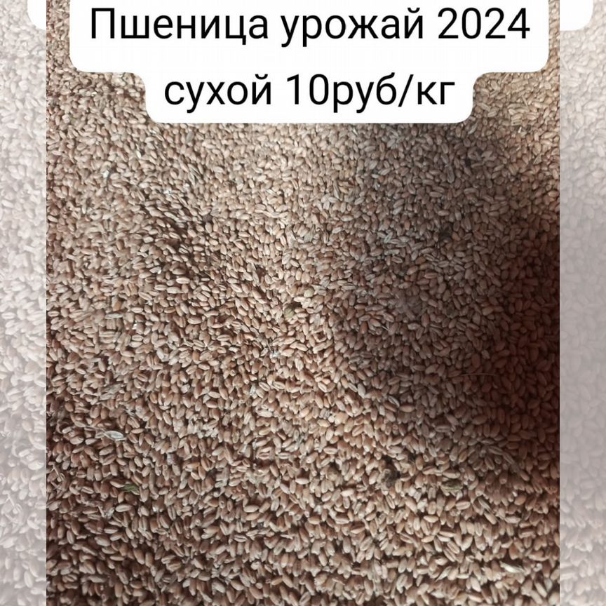 Продажа зерна пшеницы и ржи