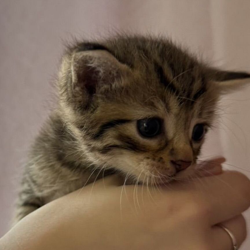 Котёнок в добрые руки