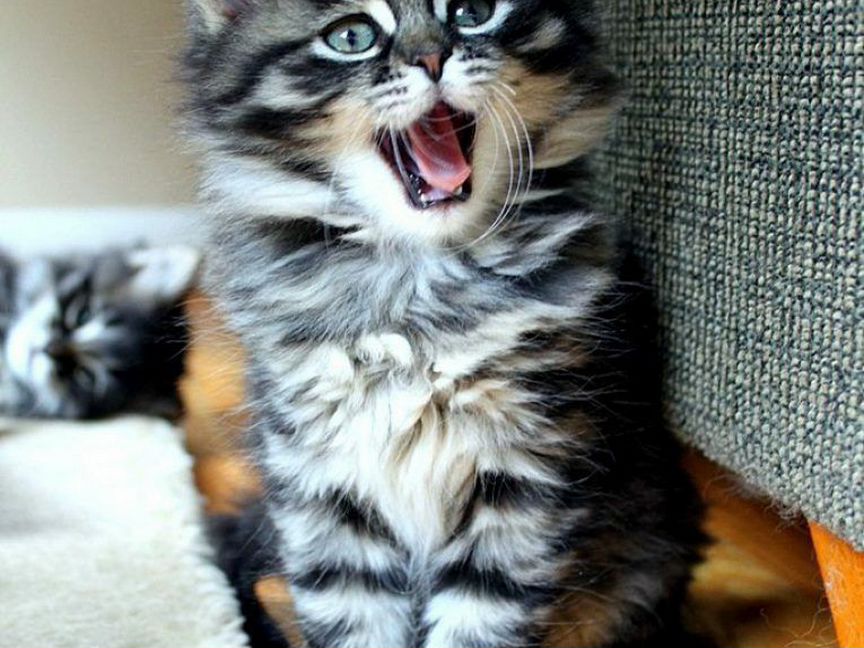 Норвежские лесные котята