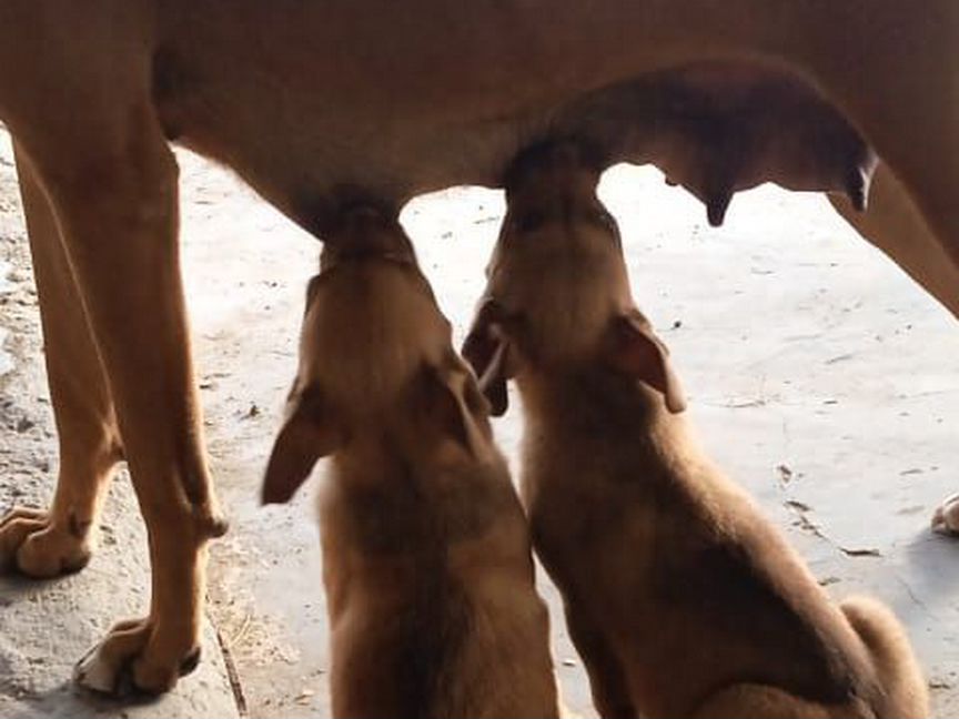 Собака в добрые руки отдам бесплатно