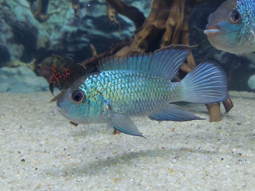 Наннакара самец