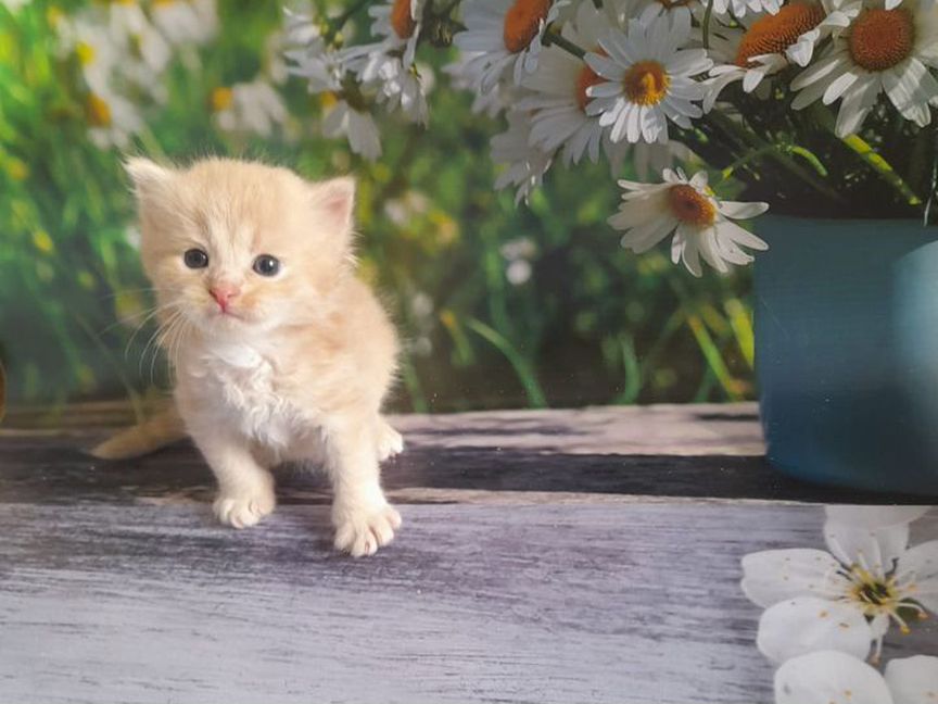 Сибирский кремовый котик с док-ми