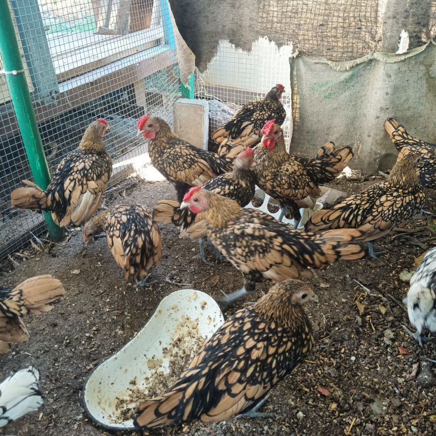 Петух сибрайт золото