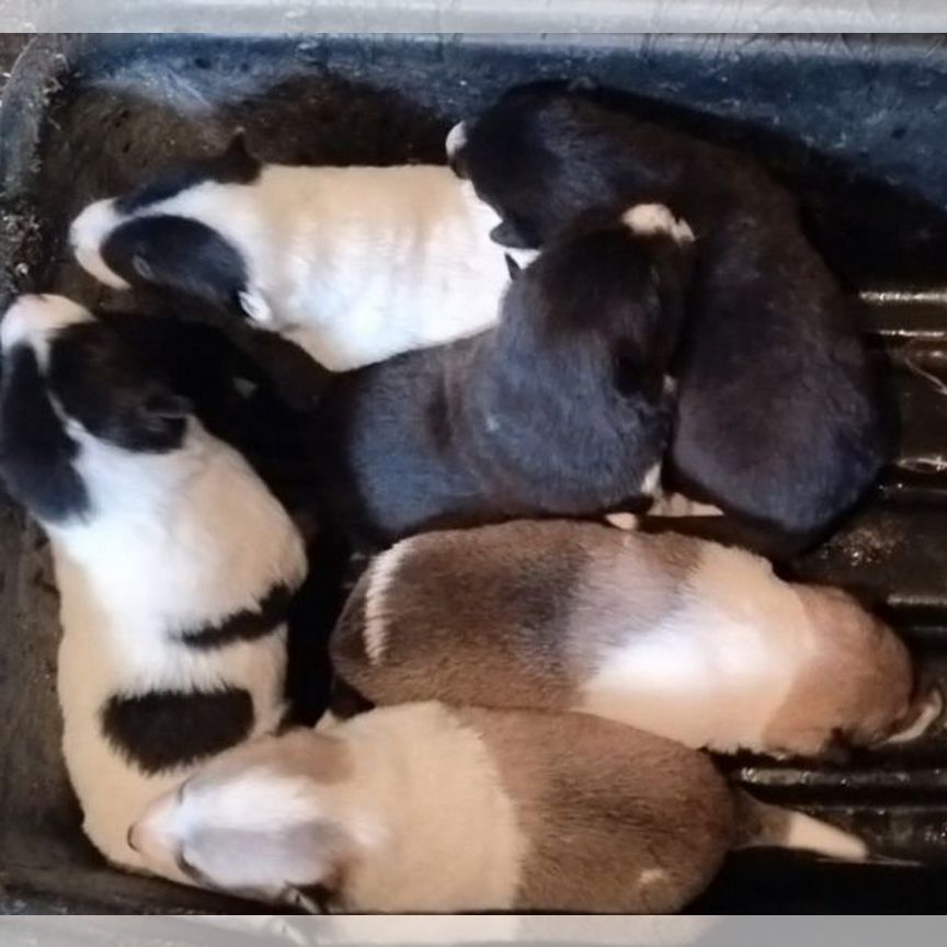 Западносибирская лайка, щенок