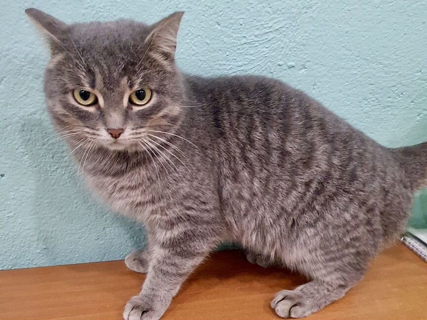 Ласковый котик
