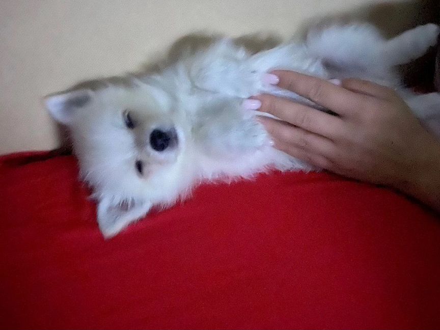 Чихуахуа со шпицем помесь в добрые руки