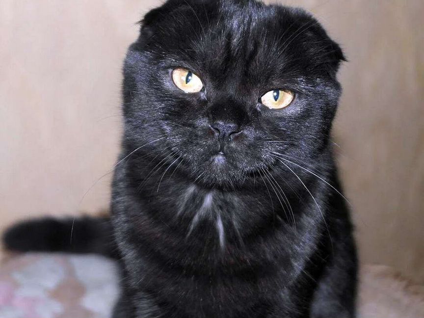 Шотландская вислоухая кошка черная