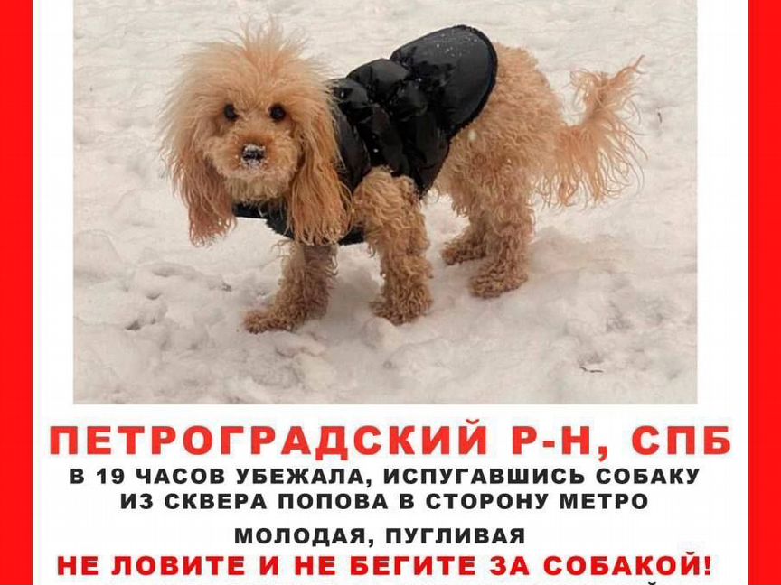 Маленький той пудель