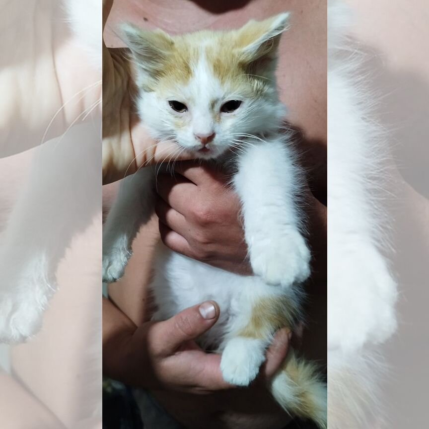 Котята в добрые руки