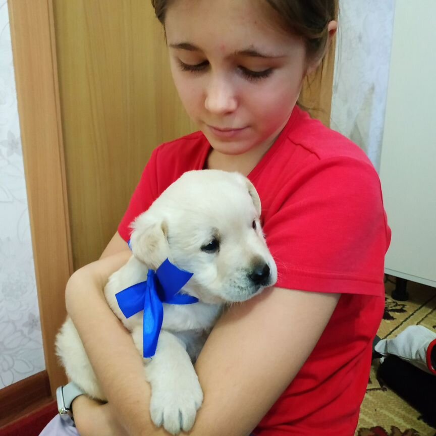 Щенок лабрадора