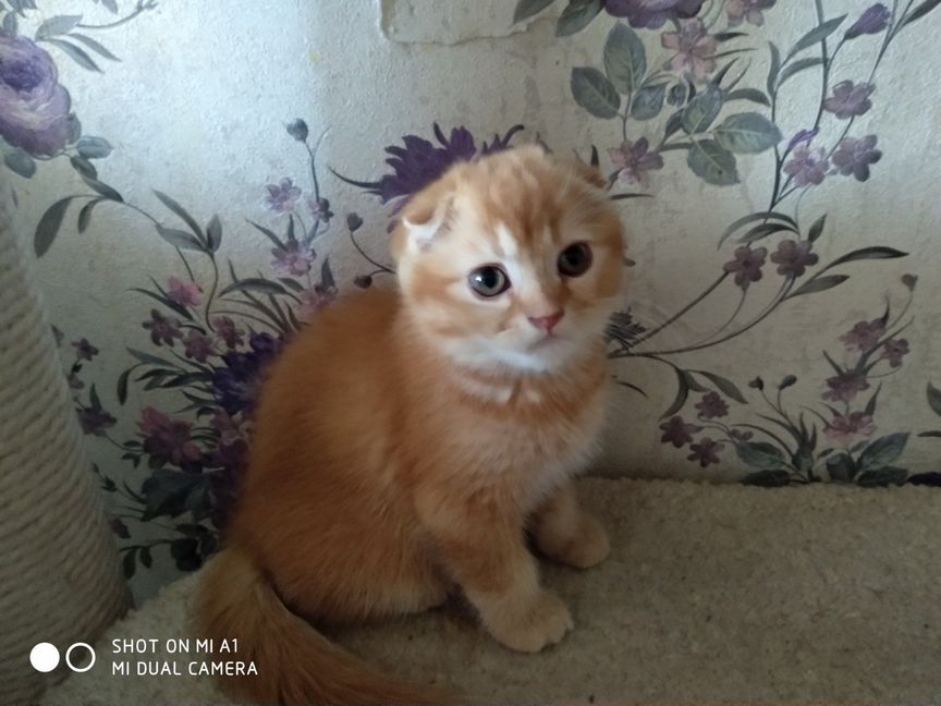 Скоттиш фолд девочка